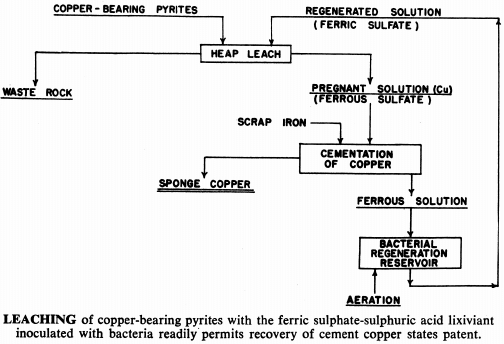 Bacteria Leaching Low Grade Ores